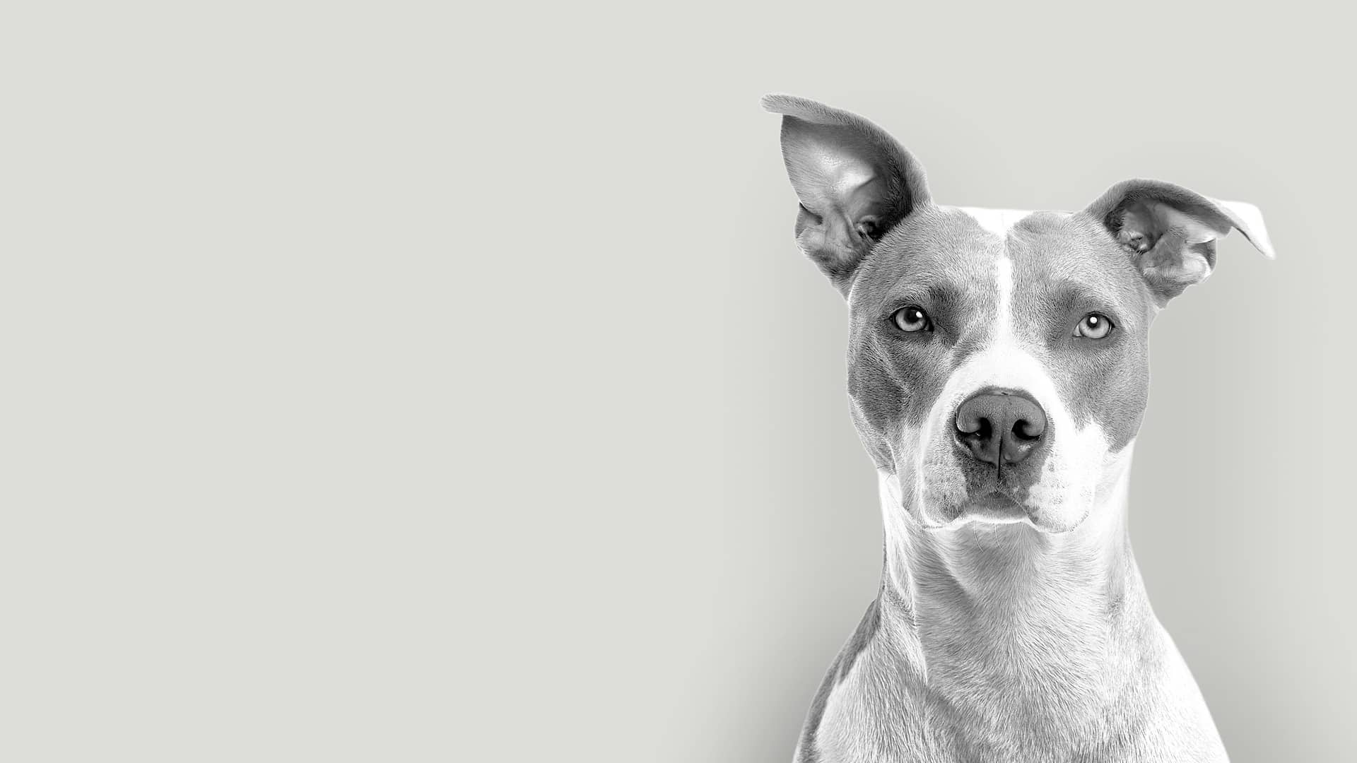 Dog Info You Need to Know