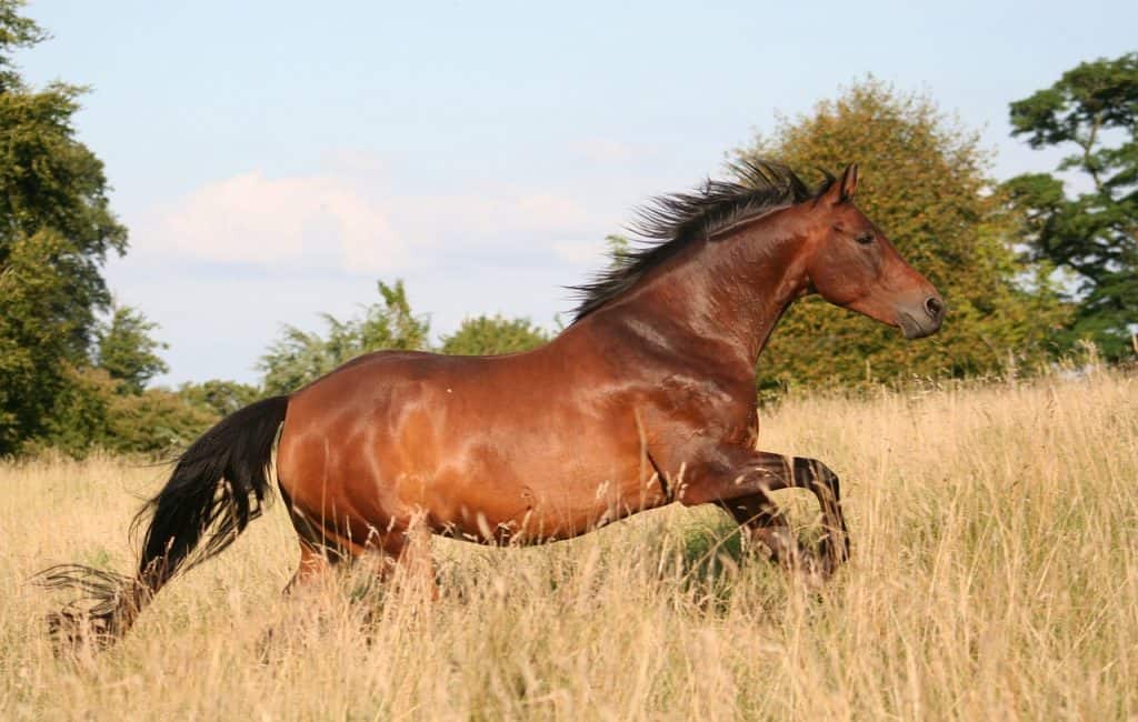 Mustang Horse: Lifespan, Behavior, and Care Guide - Pet Breeezy