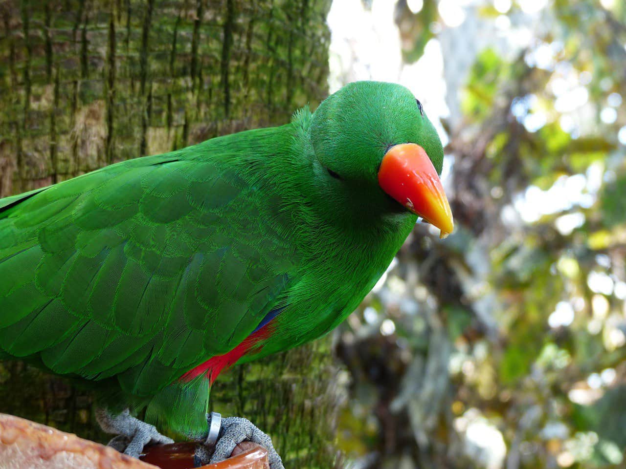Eclectus Parrot: Overview, Behavior & Care Guide - Pet Breeezy