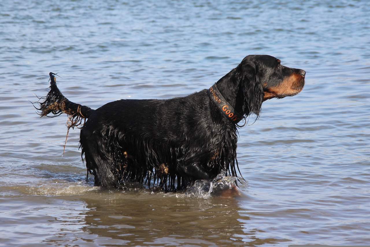 Greek Hound: Facts, Behavior, and Care - Pet Breeezy