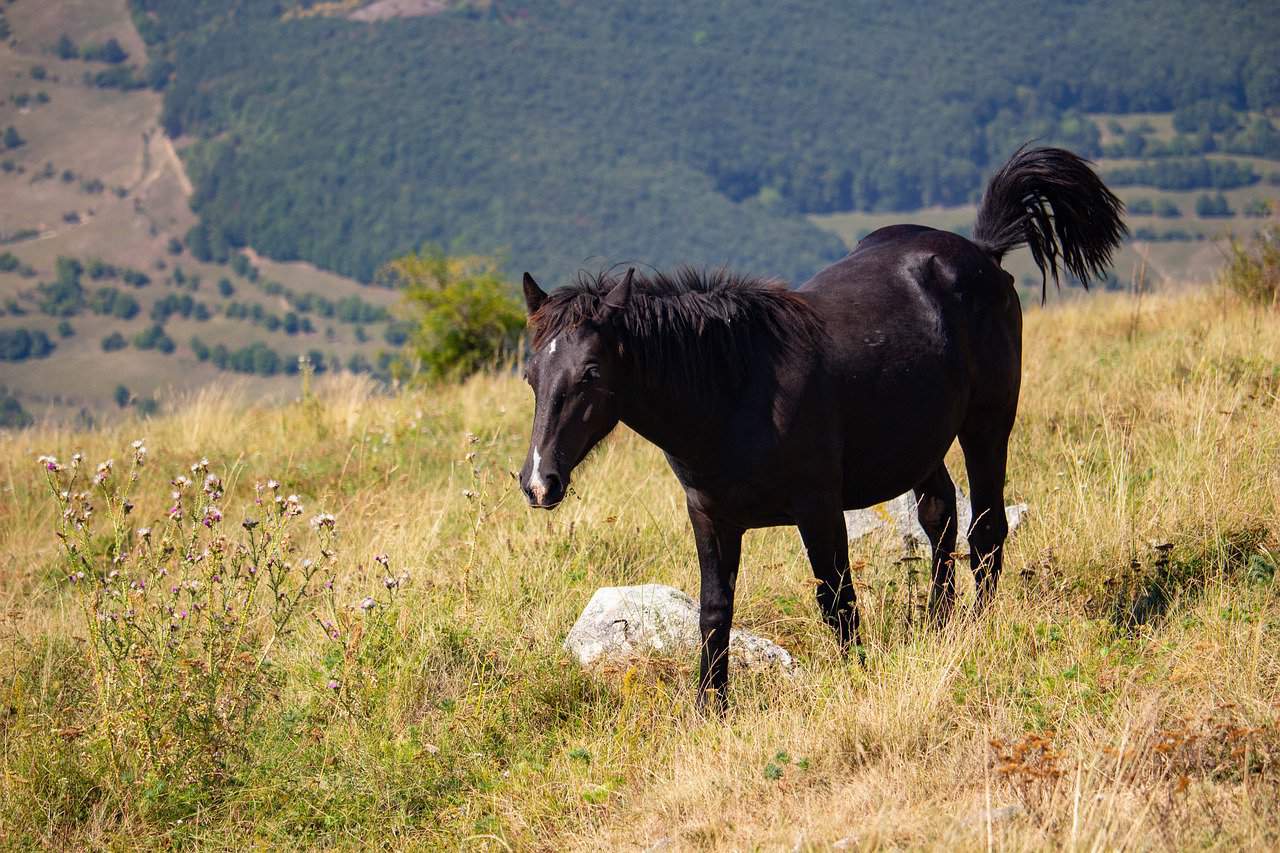 Mustang Horse: Lifespan, Behavior, and Care Guide - Pet Breeezy