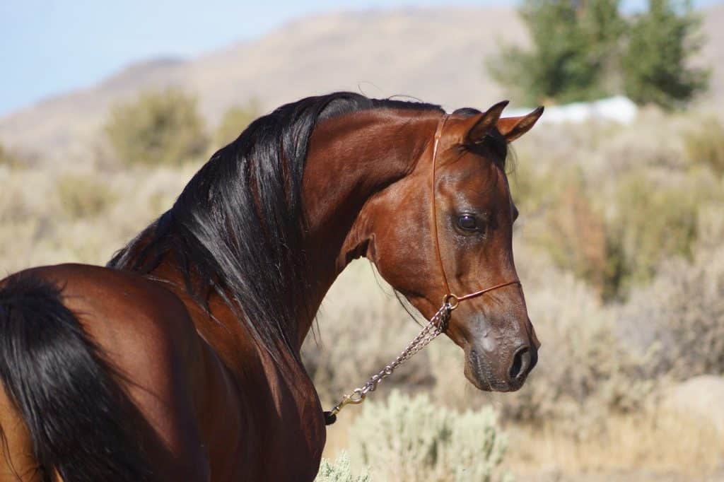 Mustang Horse: Lifespan, Behavior, and Care Guide - Pet Breeezy