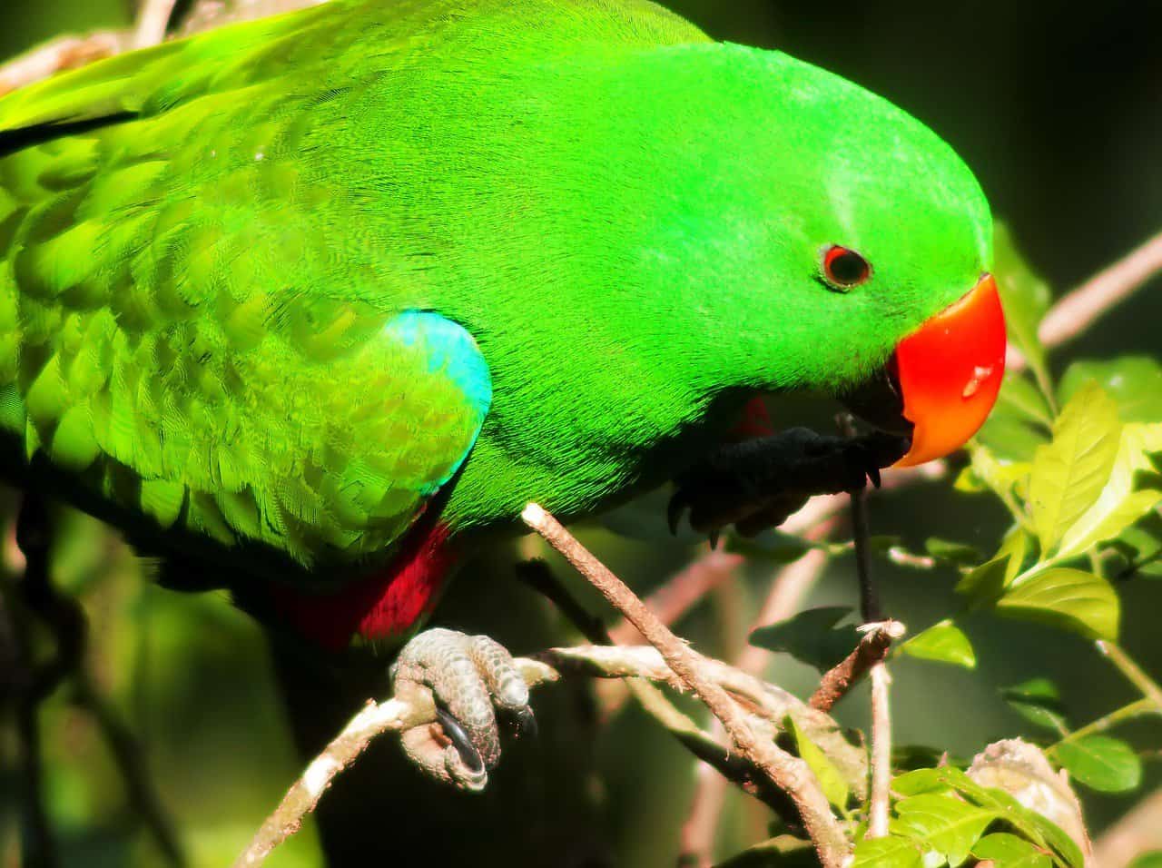 Eclectus Parrot: Overview, Behavior & Care Guide - Pet Breeezy