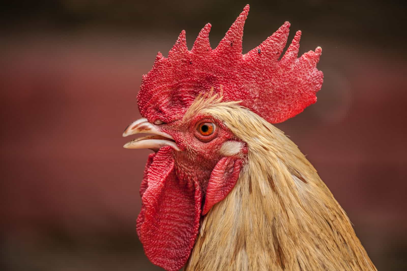Buff Orpington Chicken: Facts, Info, Traits & Care - Pet Breeezy