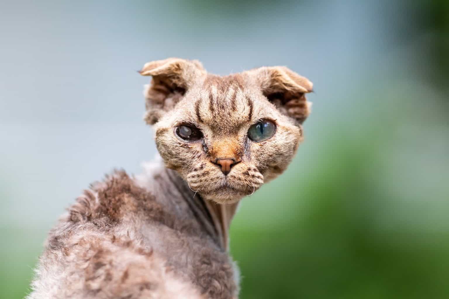 11 Curly-Tailed Cat Breeds - Pet Breeezy