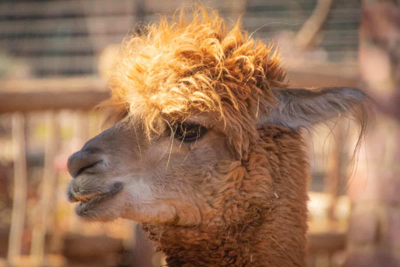 Suri Alpaca: Quick Facts, Origins & Uses - Pet Breeezy