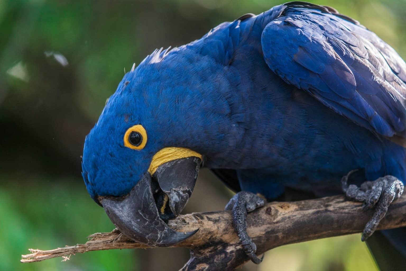 How to Determine the Age of a Macaw - Pet Breeezy