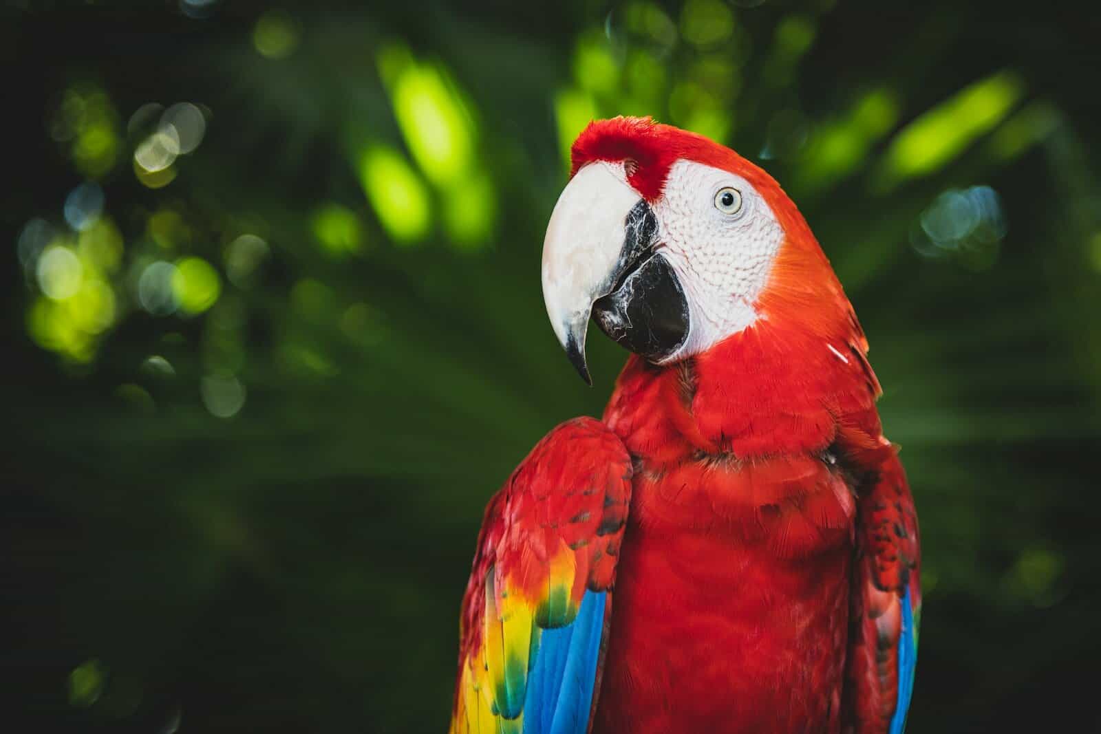 How to Determine the Age of a Macaw - Pet Breeezy