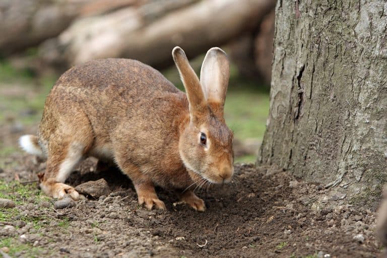 17 Popular Brown Rabbit Breeds - Pet Breeezy