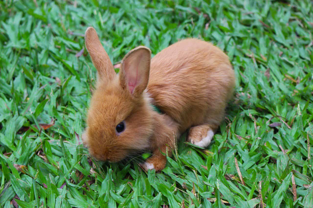 Information about the Cinnamon Rabbit Breed: Facts and Characteristics ...