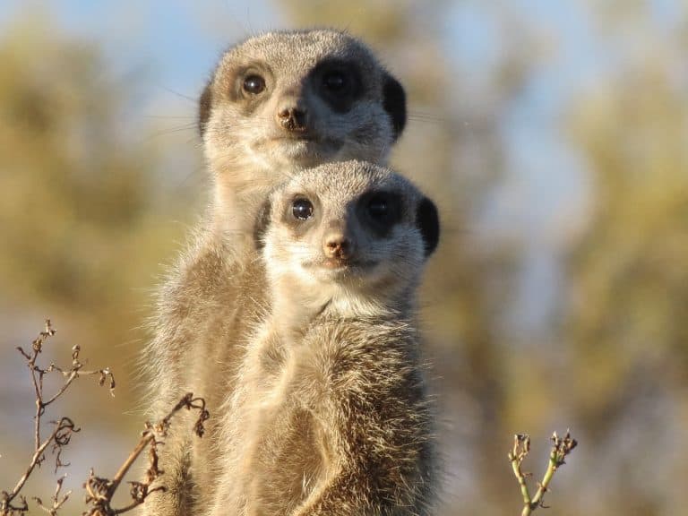 Meerkats as Pets: Care, Legality & More - Pet Breeezy