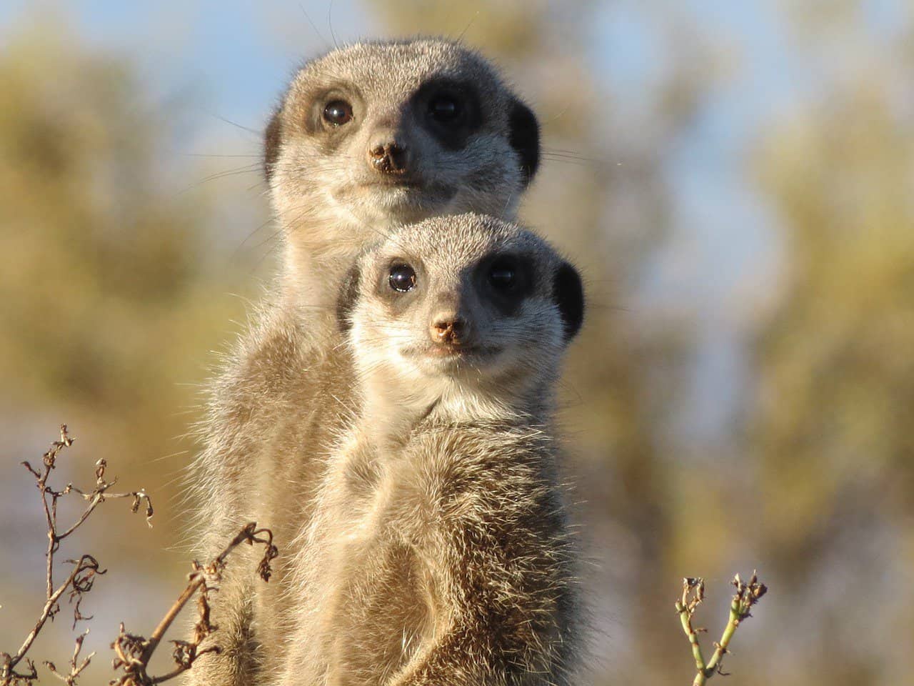 Meerkats as Pets: Care, Legality & More - Pet Breeezy
