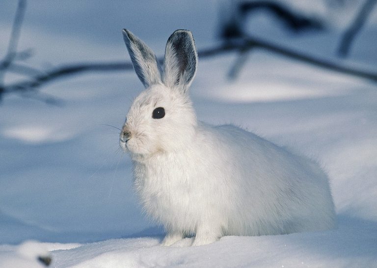26 Black and White Rabbit Breeds - Pet Breeezy
