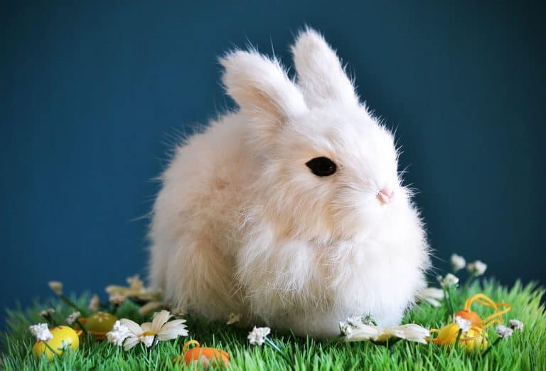 11 Smallest Rabbit Breeds In The World - Pet Breeezy