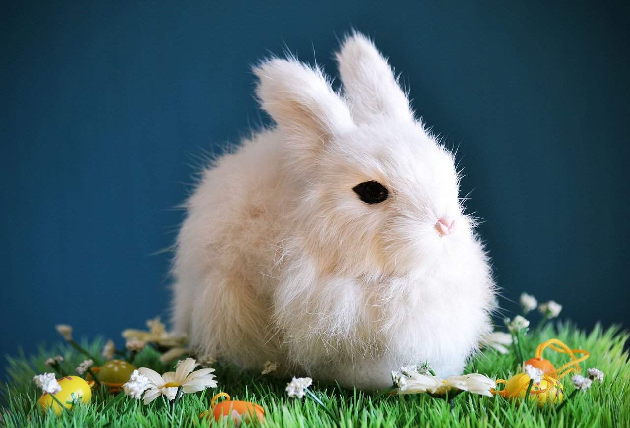 11 Smallest Rabbit Breeds In The World - Pet Breeezy