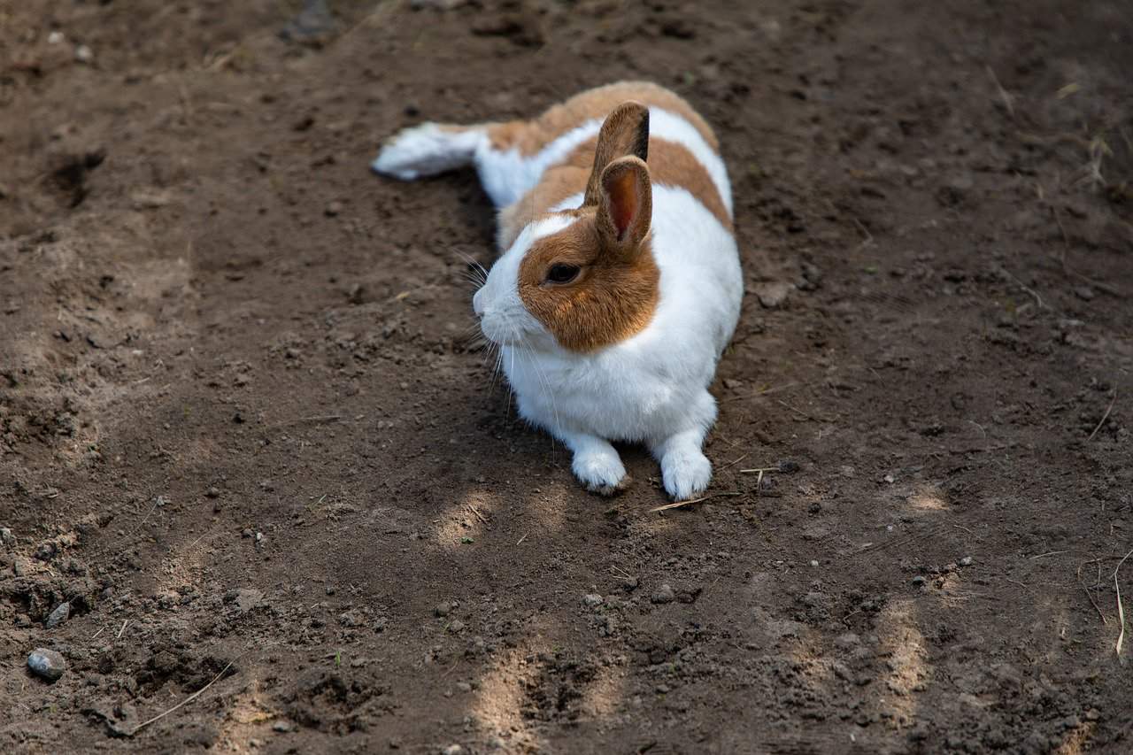 17 Popular Brown Rabbit Breeds - Pet Breeezy