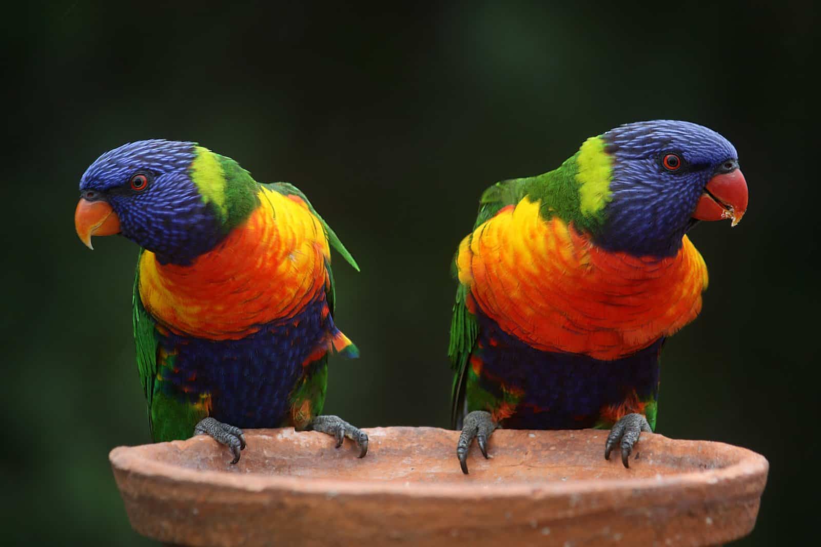 Goldie's Lorikeet: History, Traits Food & Care - Pet Breeezy