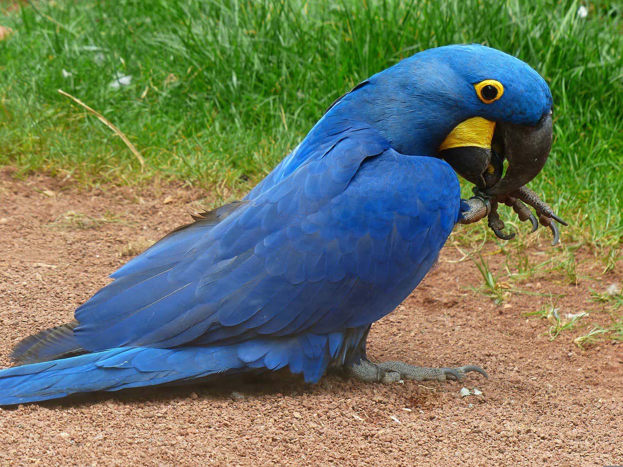 Is the Blue Macaw Now Extinct? - Pet Breeezy