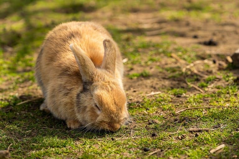 17 Popular Brown Rabbit Breeds - Pet Breeezy