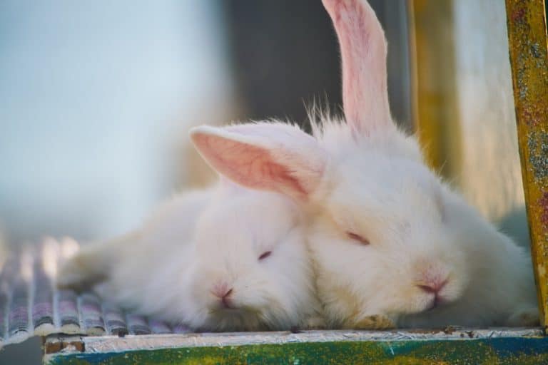 11 Most Cute White Rabbit Breeds - Pet Breeezy
