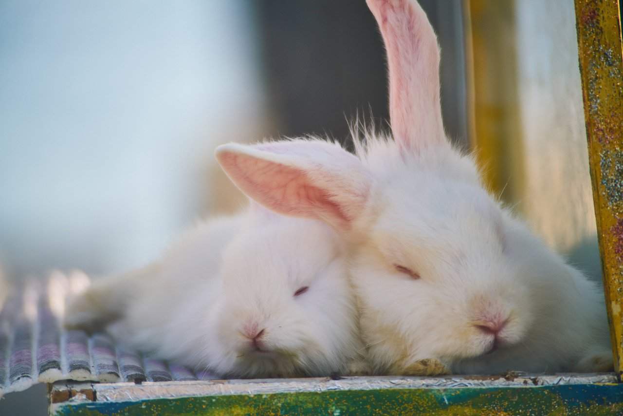11 Most Cute White Rabbit Breeds - Pet Breeezy