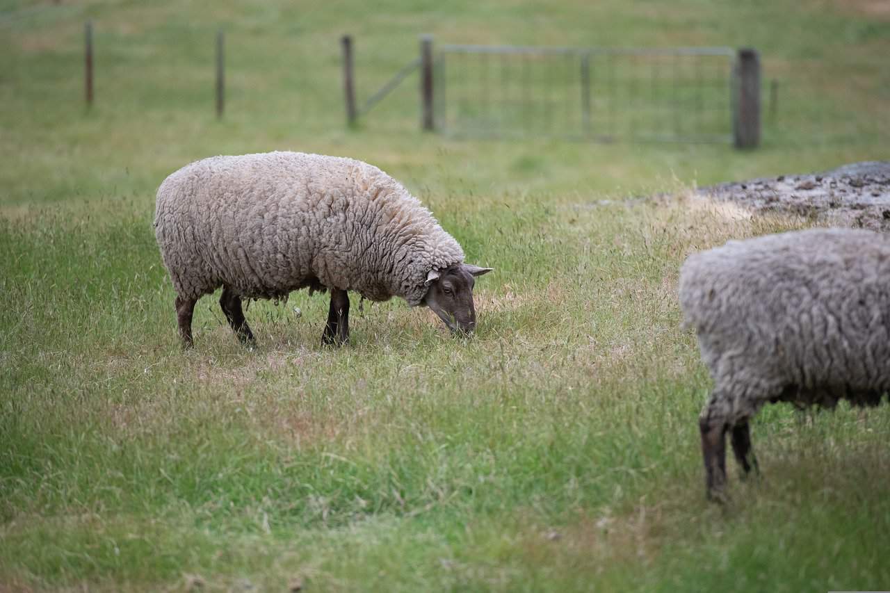 Suffolk Sheep: Information, Behavior, and Care Guide - Pet Breeezy
