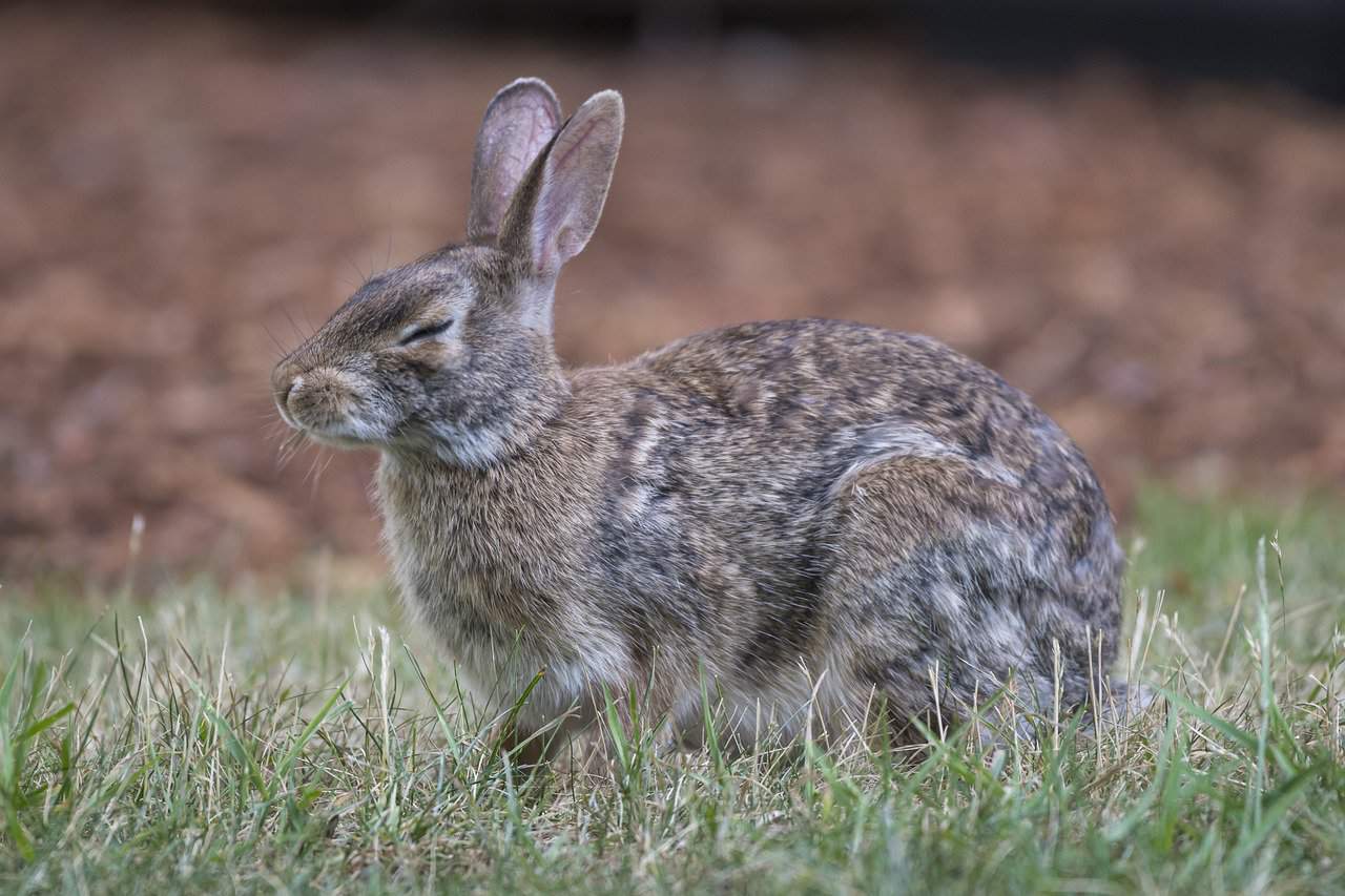How to Determine When a Rabbit is Sleeping? - Pet Breeezy