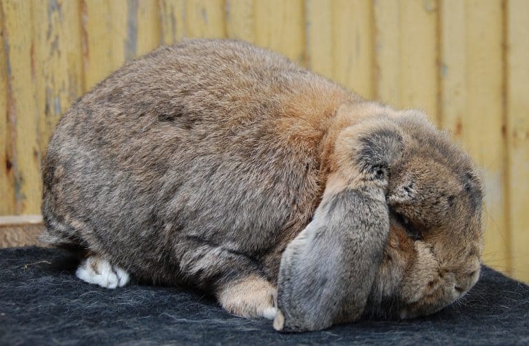 17 Popular Brown Rabbit Breeds - Pet Breeezy