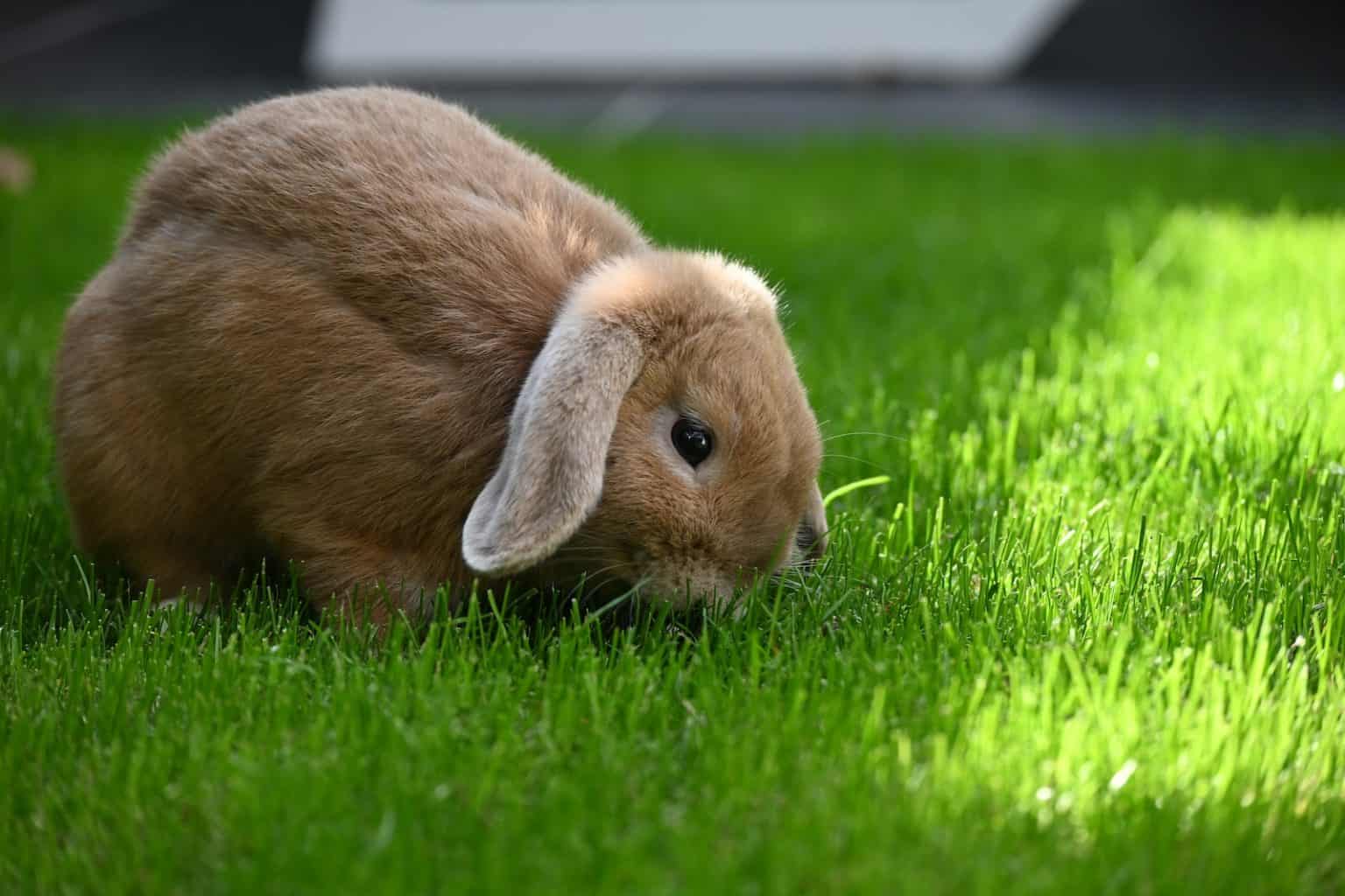 6 Most Aggressive Rabbit Breeds - Pet Breeezy