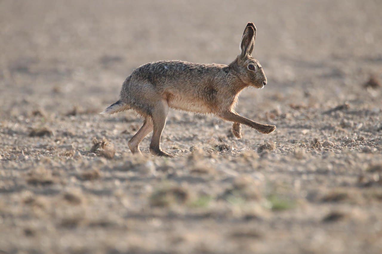 What is the difference between Hare and Rabbit? - Pet Breeezy