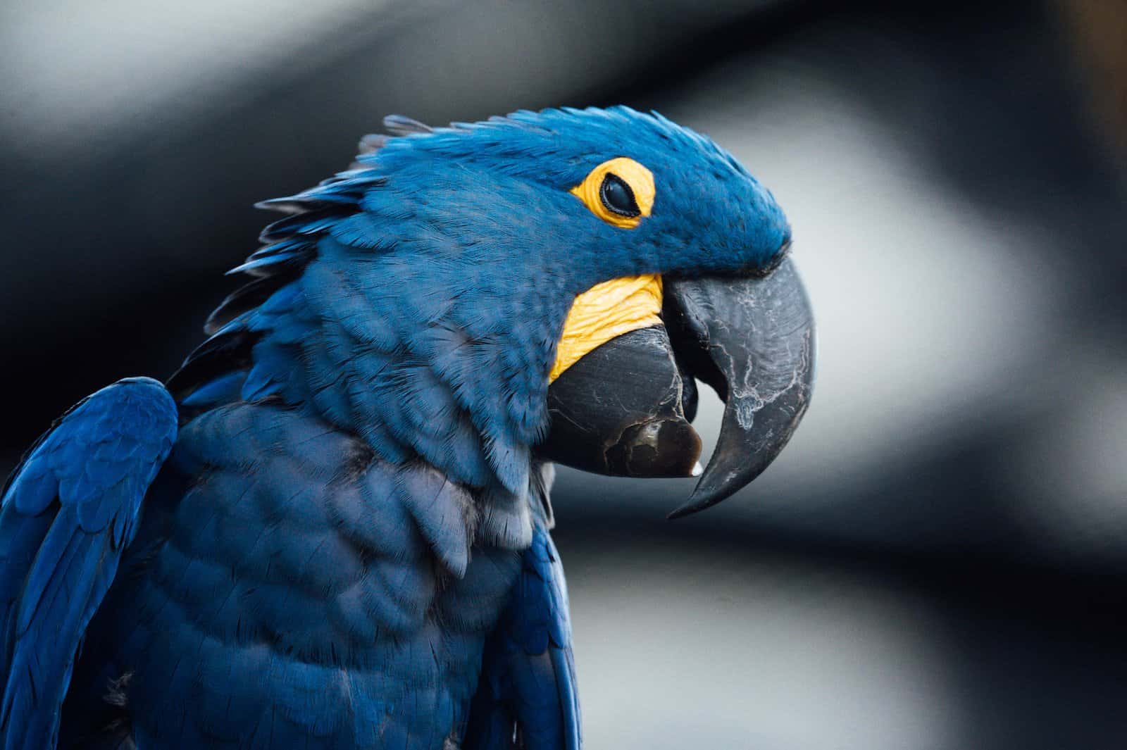 Is the Blue Macaw Now Extinct? - Pet Breeezy