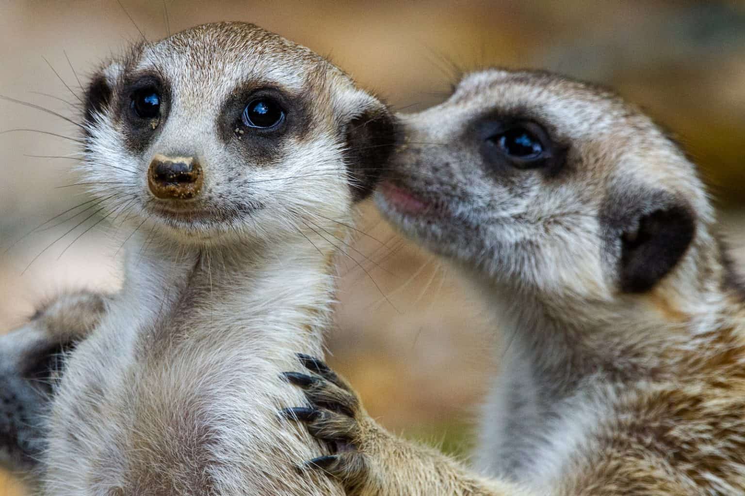 Meerkats as Pets: Care, Legality & More - Pet Breeezy