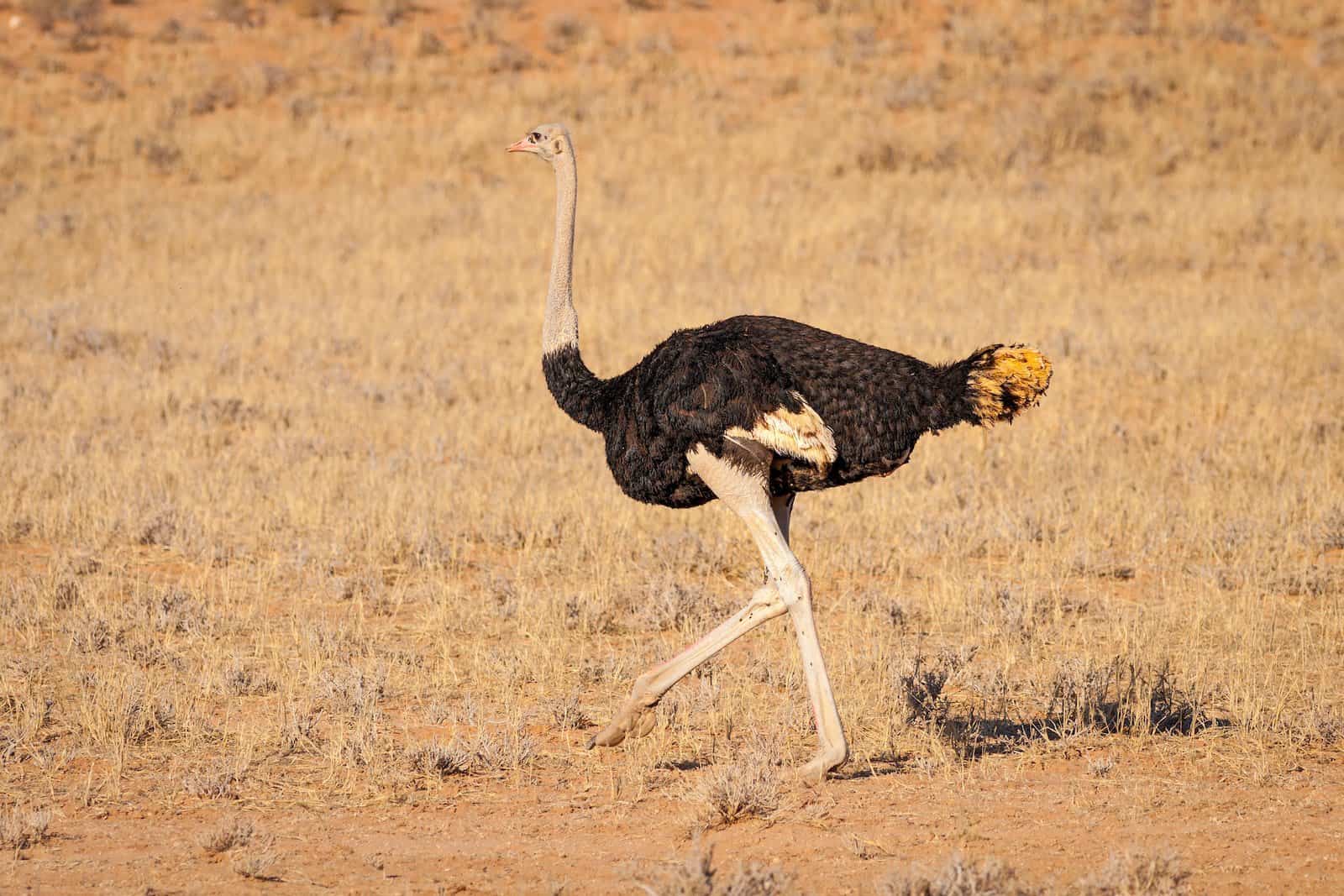 North African Ostrich Facts, Uses, Characteristics & Habitat - Pet Breeezy
