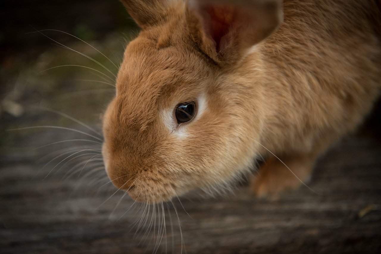 17 Popular Brown Rabbit Breeds - Pet Breeezy
