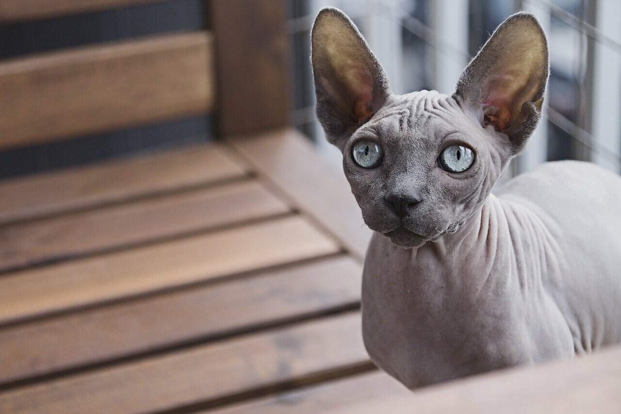 11 Curly-Tailed Cat Breeds - Pet Breeezy