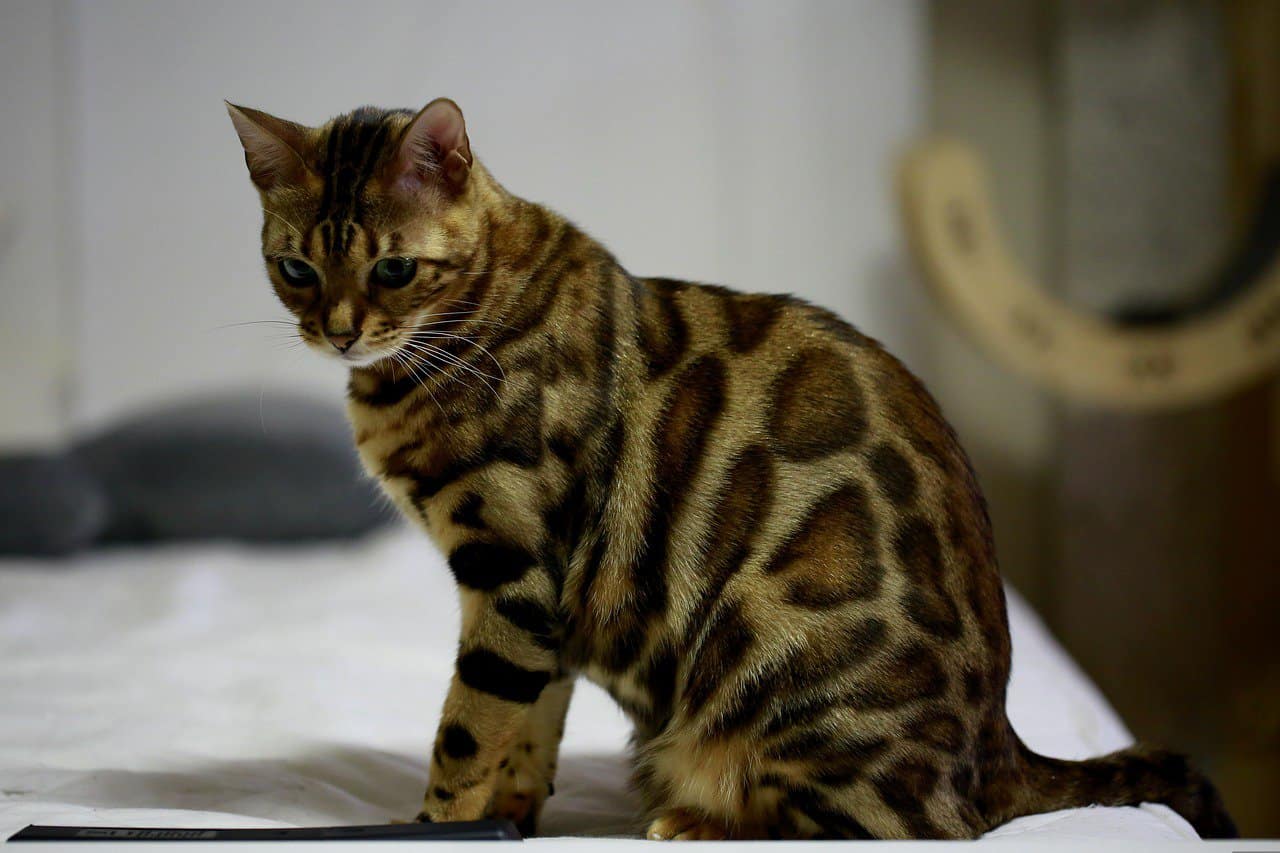 11 Curly-Tailed Cat Breeds - Pet Breeezy