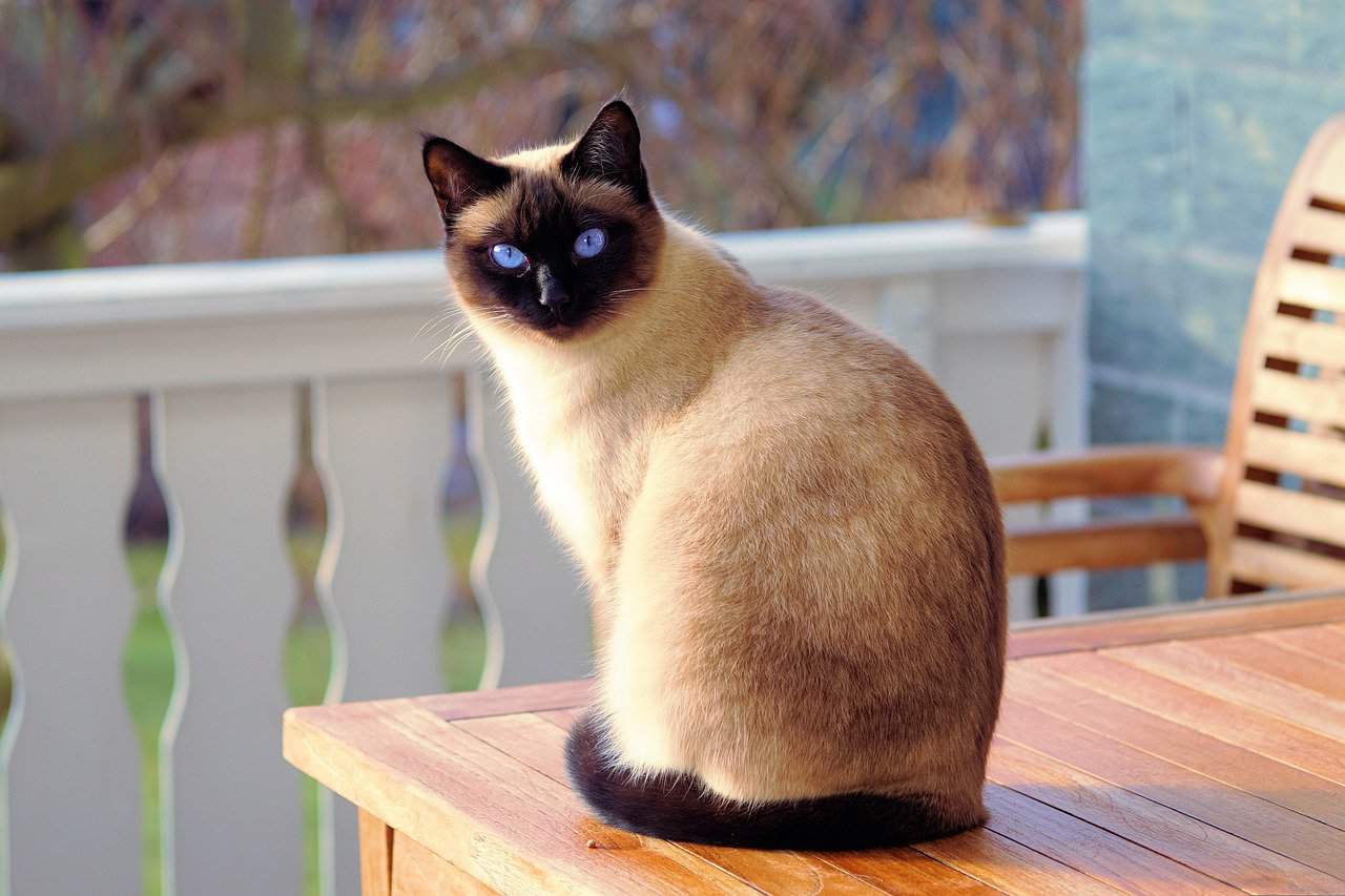 11 Curly-Tailed Cat Breeds - Pet Breeezy