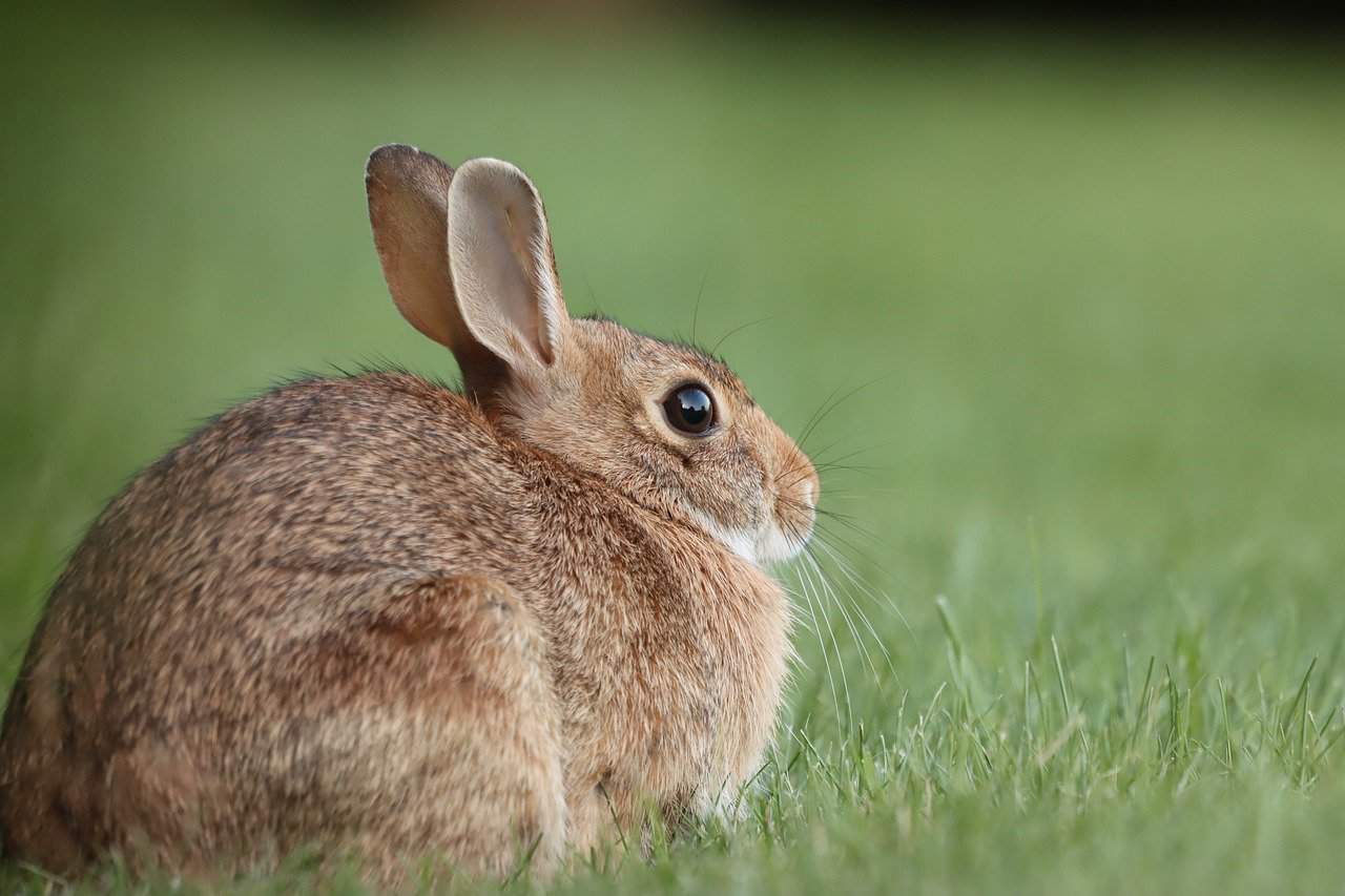 Desert Cottontail Rabbit: Facts, Behavior, Care, & More - Pet Breeezy