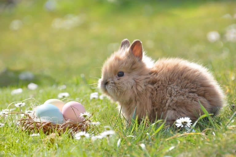 6 Most Aggressive Rabbit Breeds - Pet Breeezy
