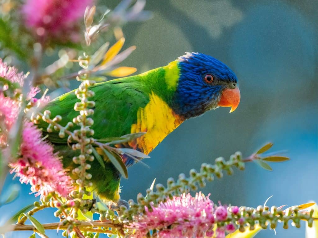 Green-Naped (Coconut) Lorikeet: Traits, Food & Care - Pet Breeezy