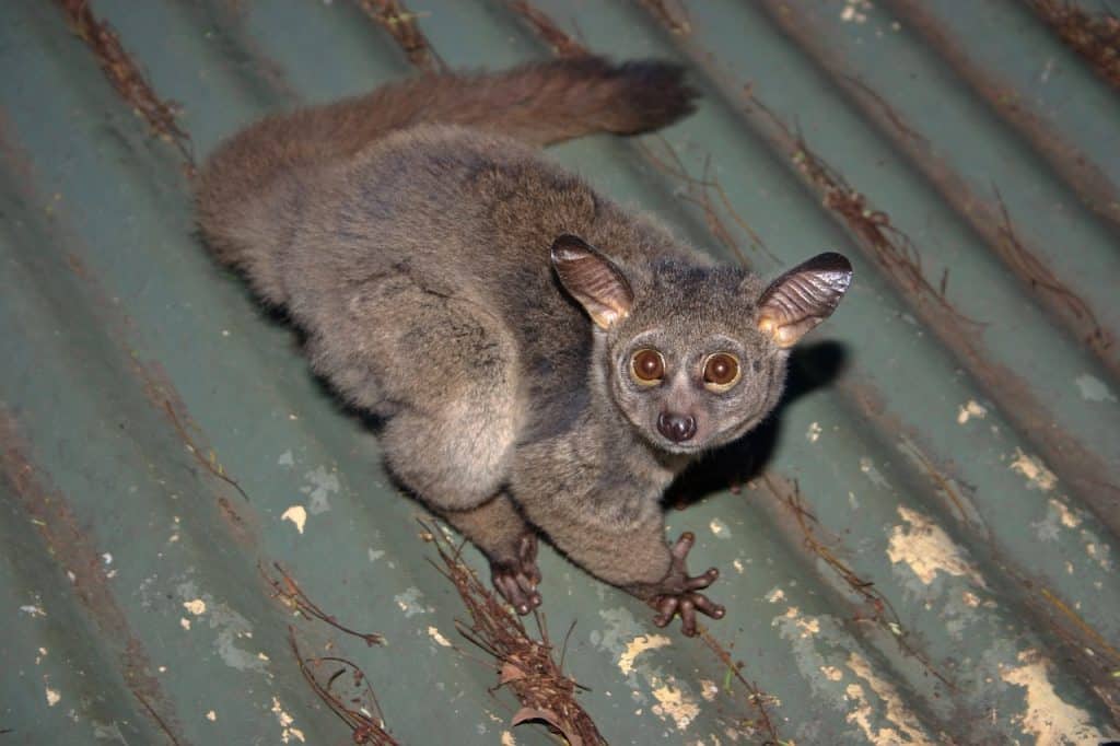 Are Bush Babies Good Pets? Here's What You Need to Know! - Pet Breeezy