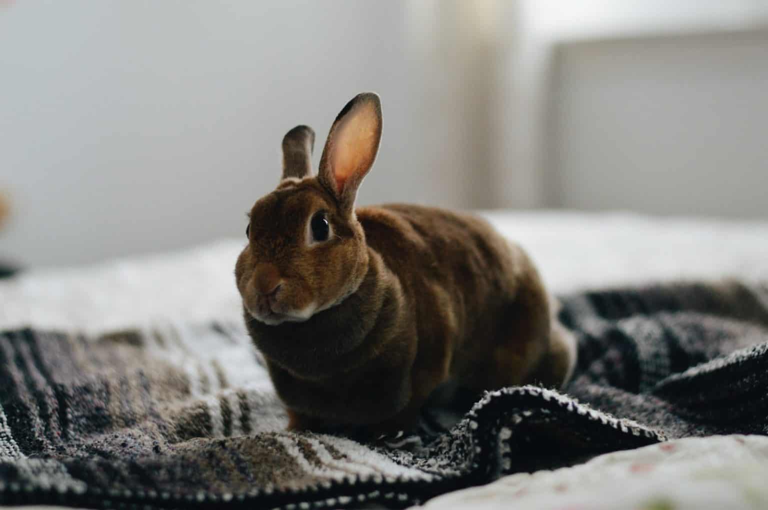 6 Most Aggressive Rabbit Breeds - Pet Breeezy