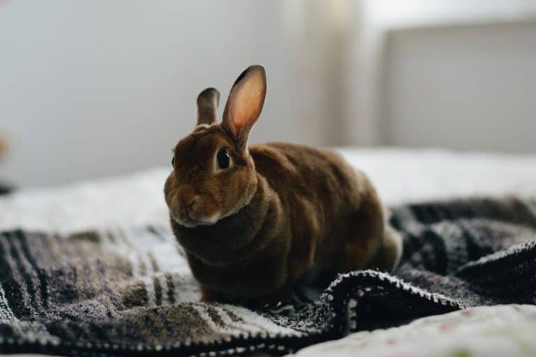 6 Most Aggressive Rabbit Breeds - Pet Breeezy