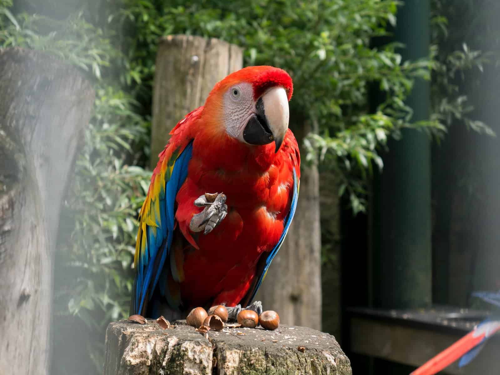 How to Determine the Age of a Macaw - Pet Breeezy