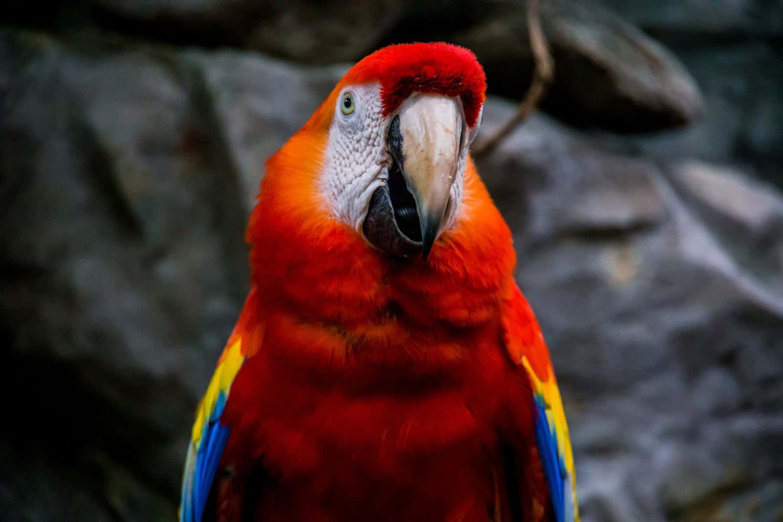 How to Determine the Age of a Macaw - Pet Breeezy