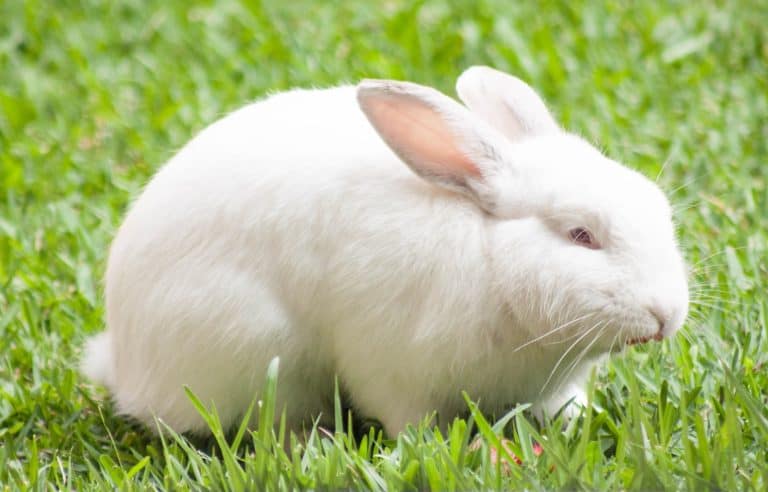 11 Most Cute White Rabbit Breeds - Pet Breeezy