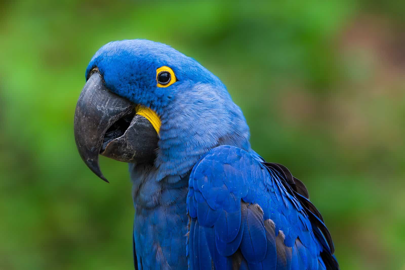 Is the Blue Macaw Now Extinct? - Pet Breeezy