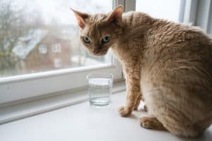 11 Curly-Tailed Cat Breeds - Pet Breeezy