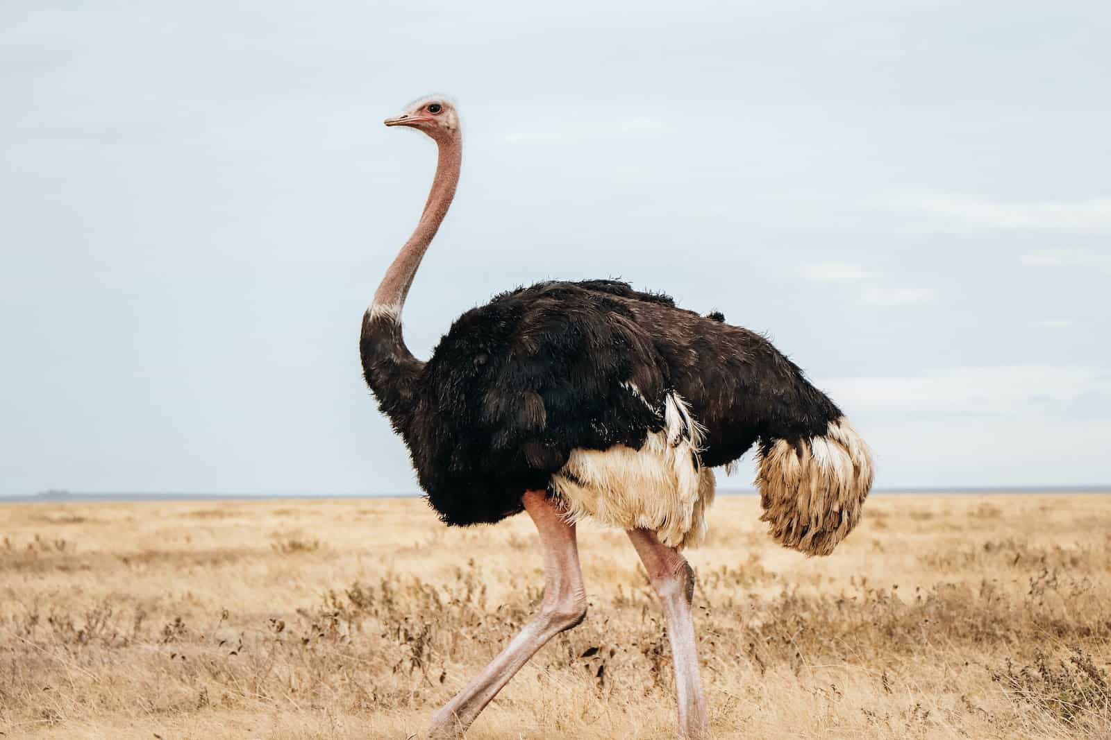 North African Ostrich Facts, Uses, Characteristics & Habitat - Pet Breeezy