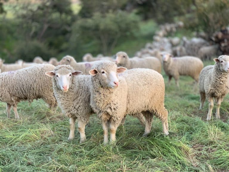 Suffolk Sheep: Information, Behavior, and Care Guide - Pet Breeezy